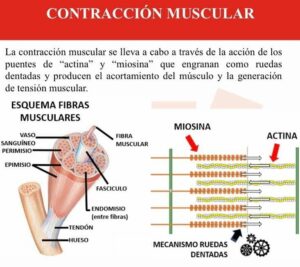 CONTRACCIÓN MUSCULAR: Conoce los tipos y su mecanismo