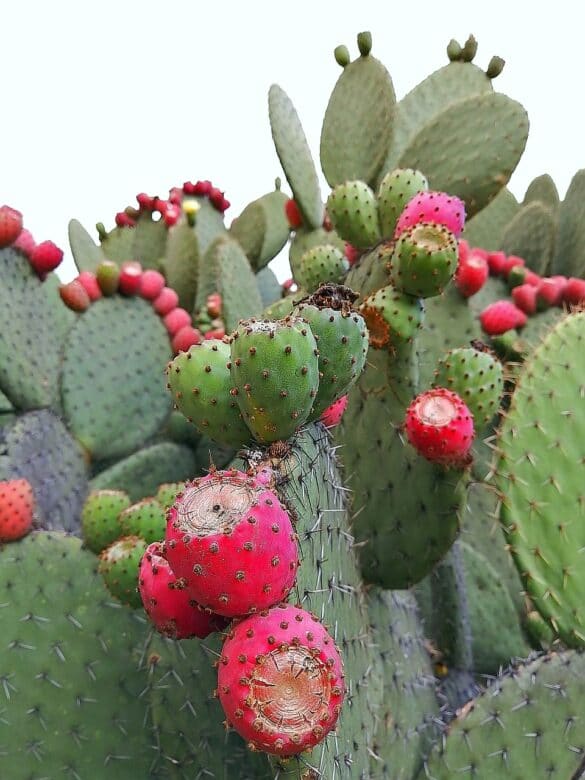 TUNA EL FRUTO OBTENIDO DEL NOPAL MEXICANO - Salud Diez