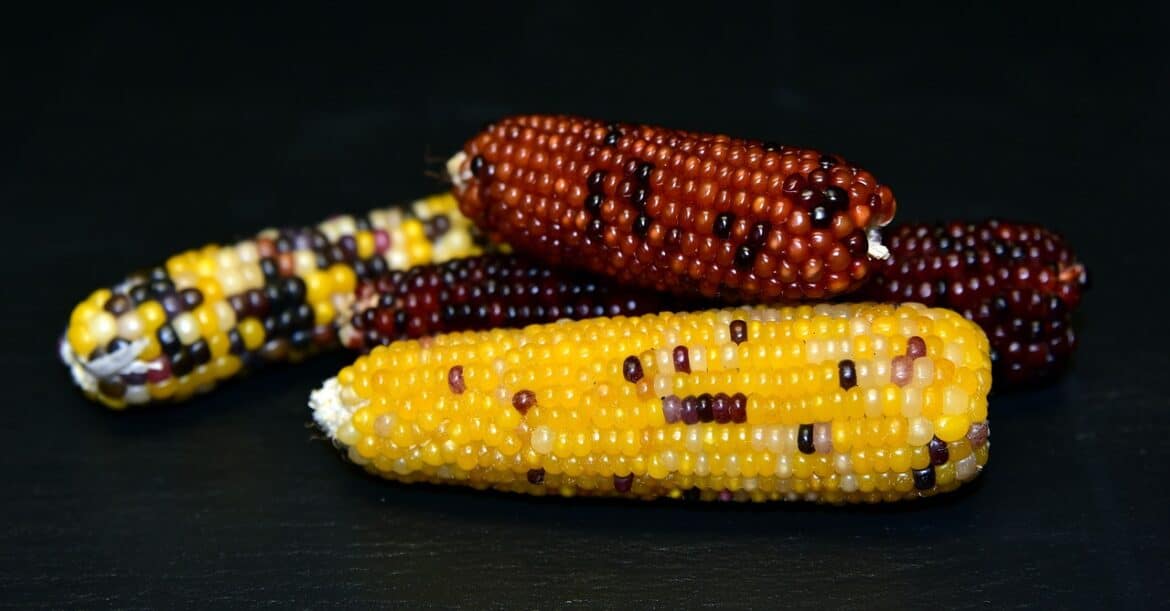El elote (maíz) y su importancia en la alimentación - Salud Diez