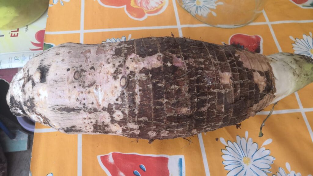 Malanga: origen, características y beneficios - Salud Diez