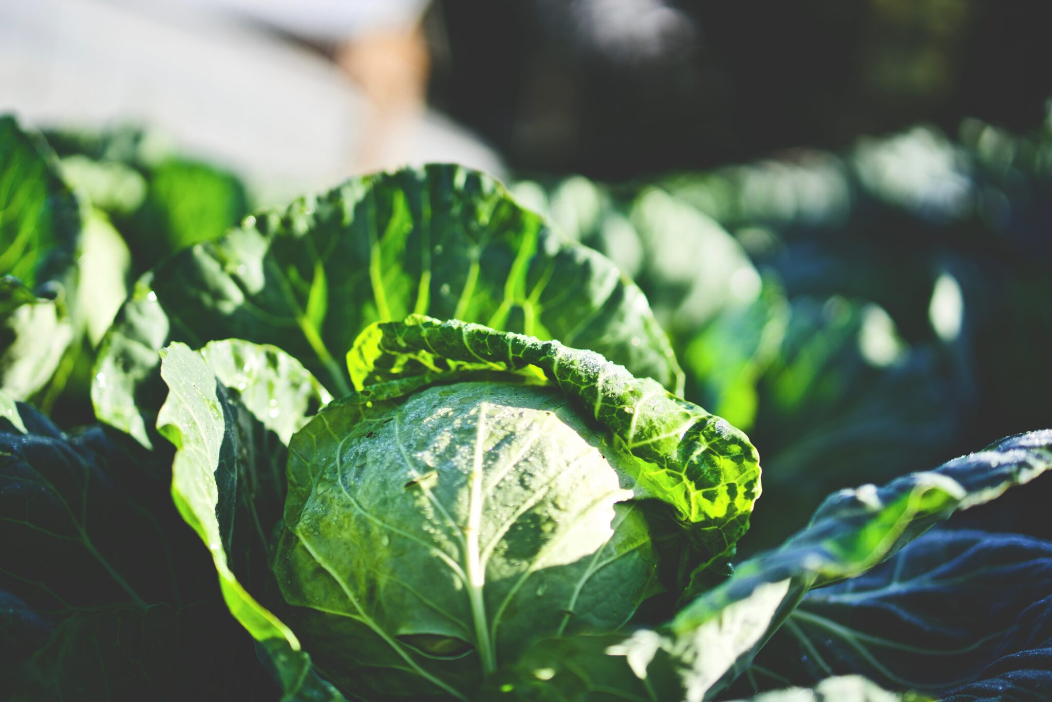 Verduras de hoja verde, un esencial en tu dieta - Salud Diez